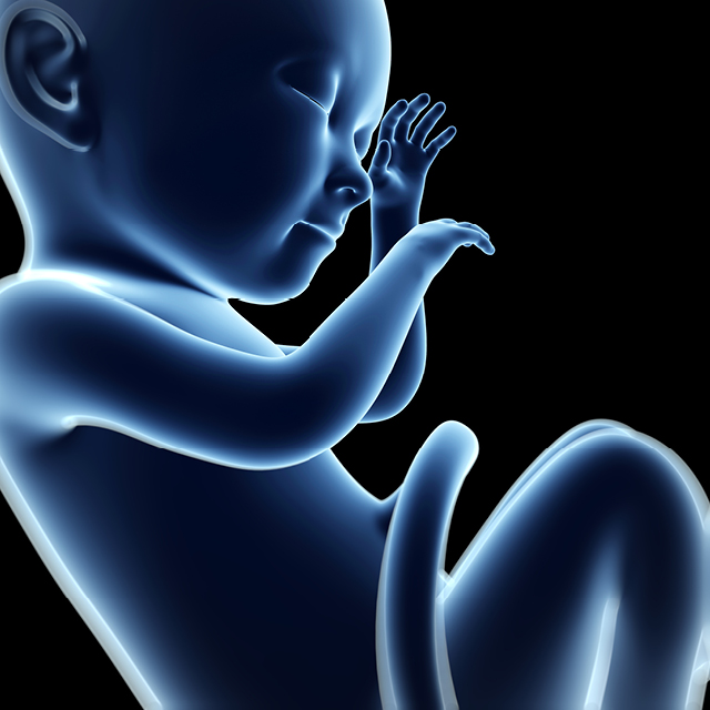 From Fetal Imaging to Beyond: A Multidisciplinary Approach | Johns ...