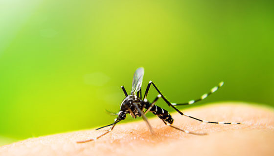 Malaria | Johns Hopkins Medicine