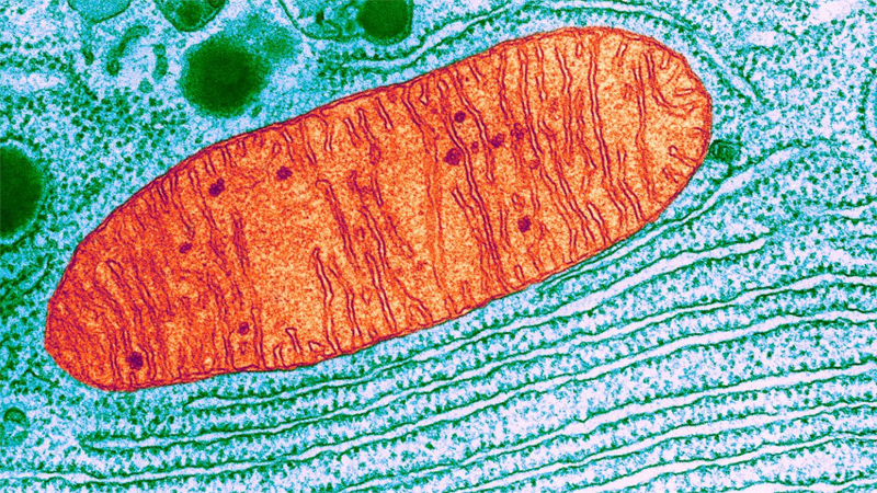 Research Story Tip: Scientists Look to Cell Recycling Tools for New ...